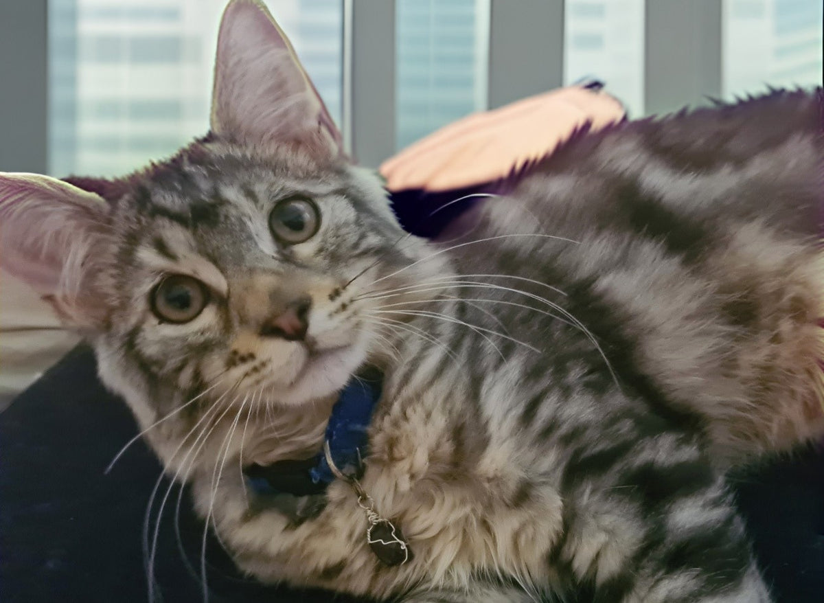 NEW FOR 2024- Spoilt Pets – Soul Quartz